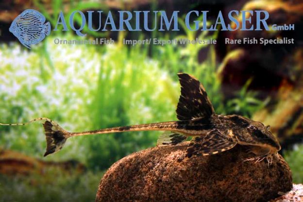 Loricaria sp. Rio Atabapo - Aquarium Glaser GmbH