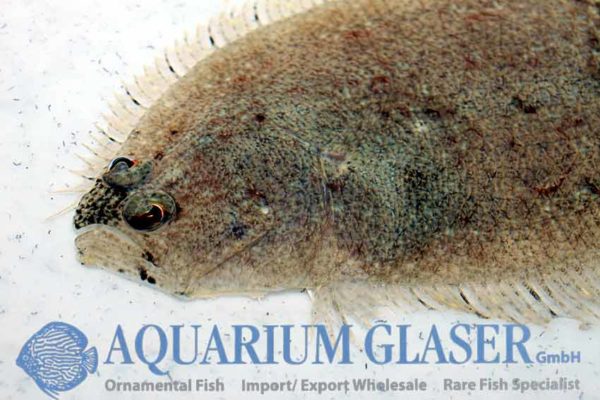 Cyclopsetta sp. - Aquarium Glaser GmbH