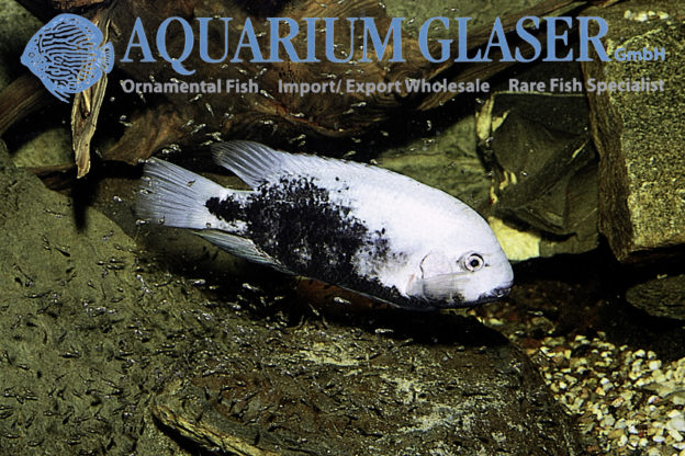 Vieja breidohri - Aquarium Glaser GmbH
