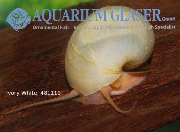 Apple Snails in many colours - Aquarium Glaser GmbH