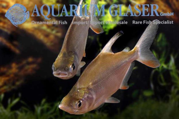 Citharinus citharus - Aquarium Glaser GmbH