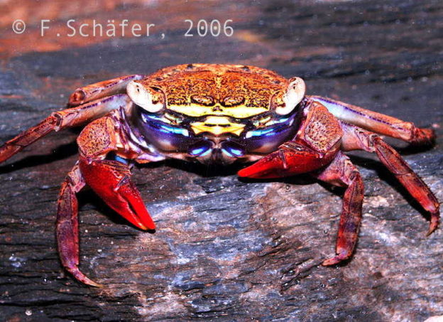 Sesarma spec. „Neon Face“ - Aquarium Glaser GmbH