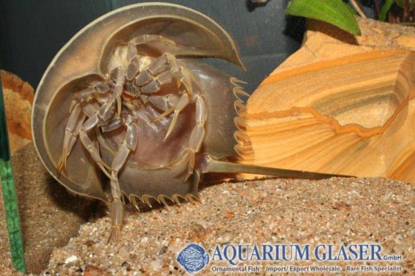 Carcinoscorpius rotundicauda - Aquarium Glaser GmbH