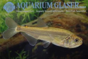 Hydrolycus armatus - Aquarium Glaser GmbH