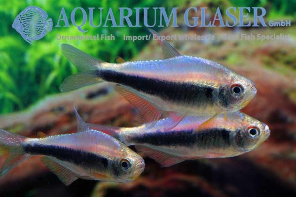 09. Characoids: tetra relationship - Page 4 of 5 - Aquarium Glaser GmbH