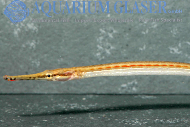 Microphis lineatus - Aquarium Glaser GmbH