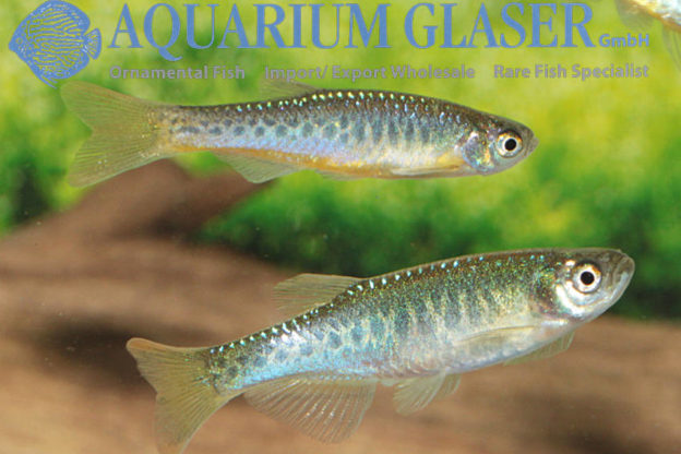 Danio aesculapii - Aquarium Glaser GmbH
