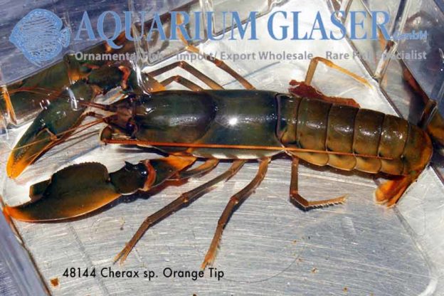 Cherax sp. Orange Tip - Aquarium Glaser GmbH