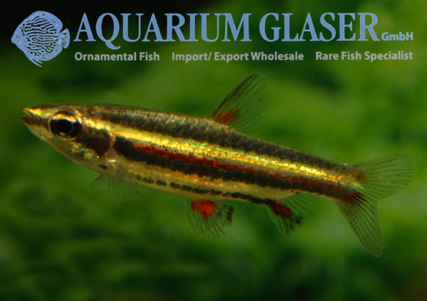Nannostomus marginatus - Aquarium Glaser GmbH