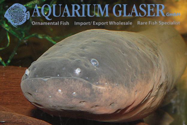 Newly in: Electric eels - Aquarium Glaser GmbH
