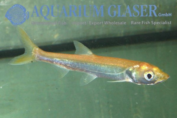 Yesterday we received a shipment with absolute top-rarities: - Aquarium ...