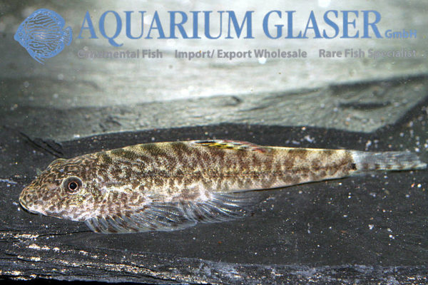Flossensauger-Woche bei Aquarium Glaser! Teil4: Chinesische Raritäten ...