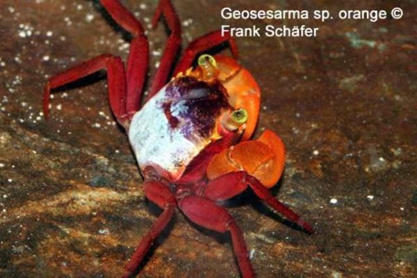 Geosesarma sp. „orange“ - Aquarium Glaser GmbH