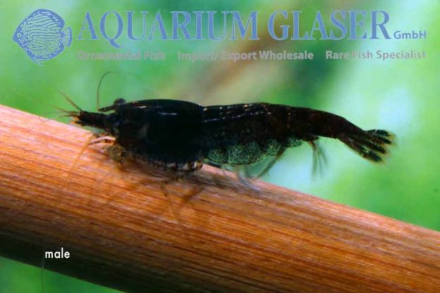 Neocaridina heteropoda (davidi) Black - Aquarium Glaser GmbH