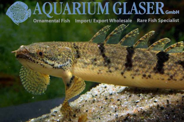 Polypterus delhezi - Aquarium Glaser GmbH