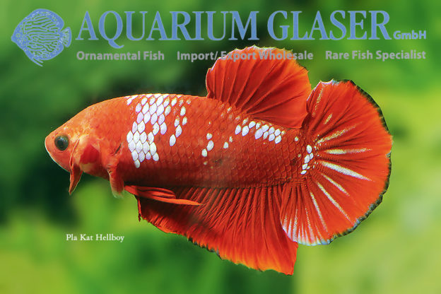 Betta splendens "Pla Kat Hellboy" and "Giant Halfmoon" - Aquarium ...