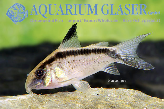 Corydoras arcuatus "Purus" - Aquarium Glaser GmbH