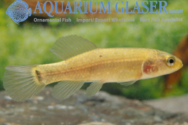 Umbra pygmaea - Aquarium Glaser GmbH