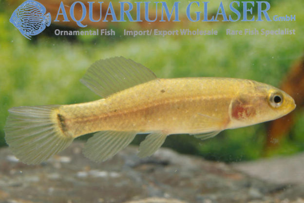 12. Pikes and Mudminnows - Aquarium Glaser GmbH
