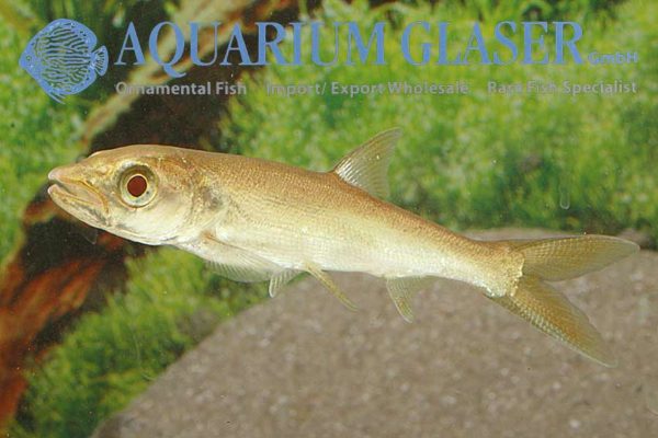 Elopichthys bambusa - Aquarium Glaser GmbH
