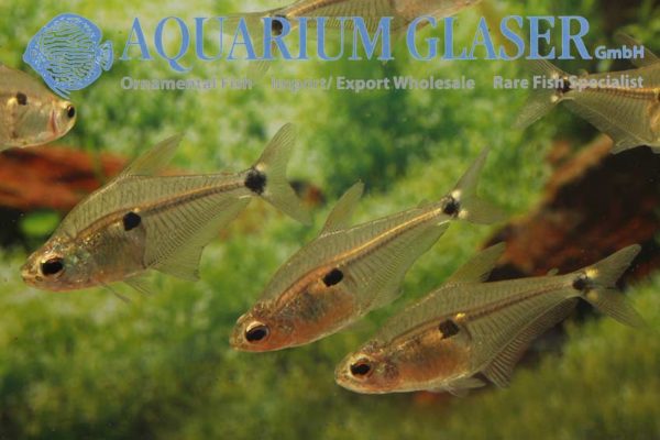 Phenacogaster tegatus - Aquarium Glaser GmbH