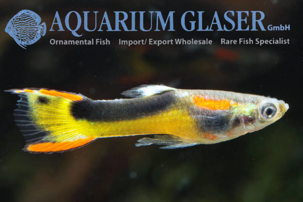 Brandnew: Guppy Endler Yellow Half Tuxedo - Aquarium Glaser GmbH