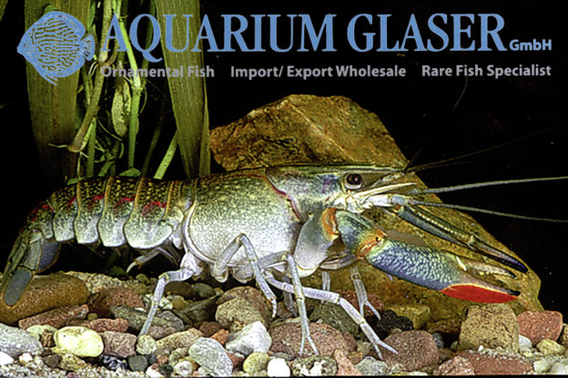 Cherax quadricarinatus - Aquarium Glaser GmbH