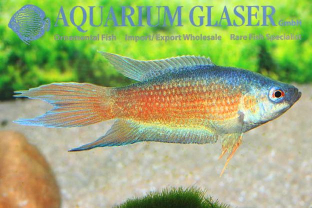 A new sport of paradise fish - Aquarium Glaser GmbH