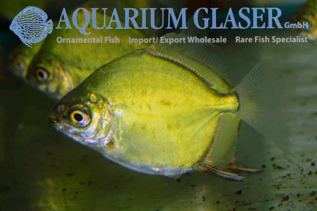 Bilious green silver dollars!!!! - Aquarium Glaser GmbH