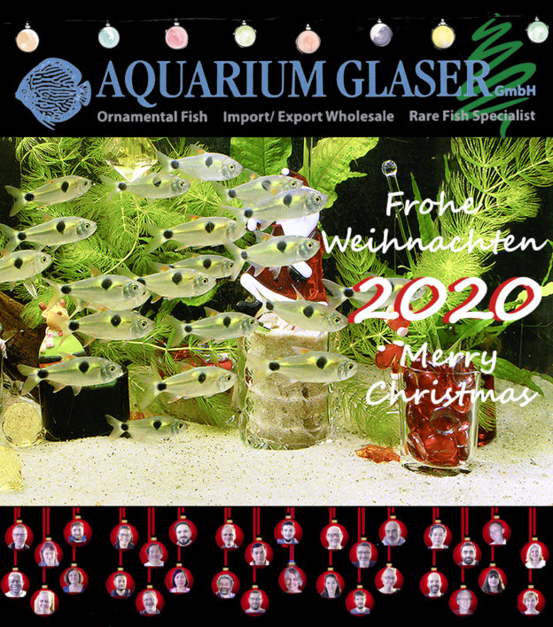 Exodon paradoxus - Aquarium Glaser GmbH