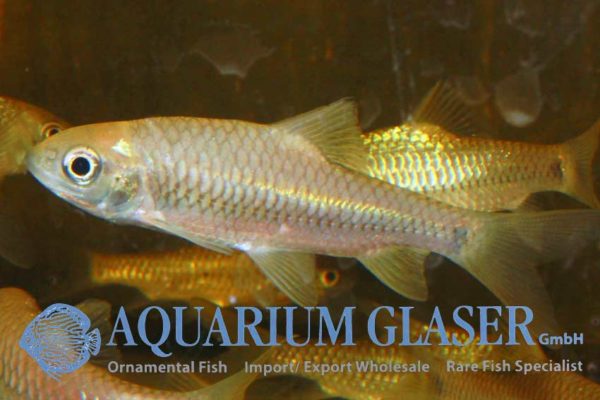 Yesterday we received a shipment with absolute top-rarities: - Aquarium ...