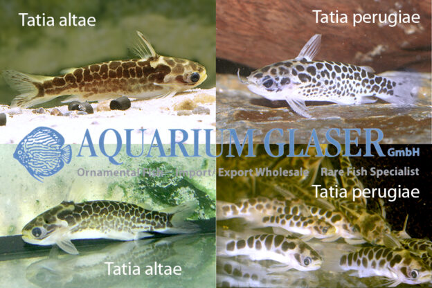 Tatia perugiae and Tatia cf. altae - Aquarium Glaser GmbH