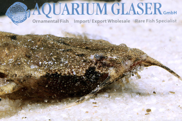 Bunocephalus coracoideus - Aquarium Glaser GmbH