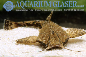 Bunocephalus coracoideus - Aquarium Glaser GmbH