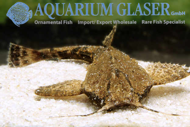 Bunocephalus coracoideus - Aquarium Glaser GmbH