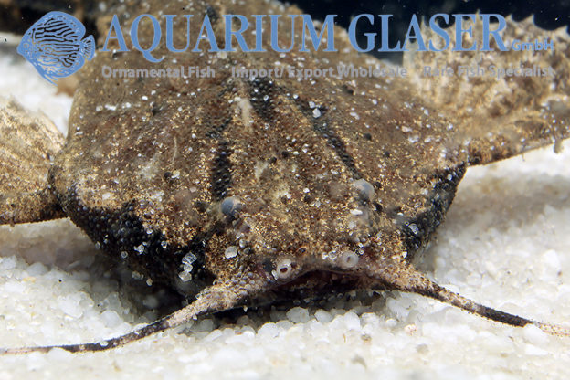 Bunocephalus coracoideus - Aquarium Glaser GmbH