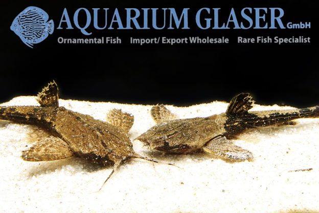 Bunocephalus coracoideus - Aquarium Glaser GmbH