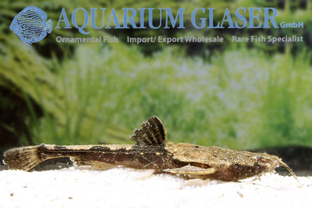 Bunocephalus coracoideus - Aquarium Glaser GmbH