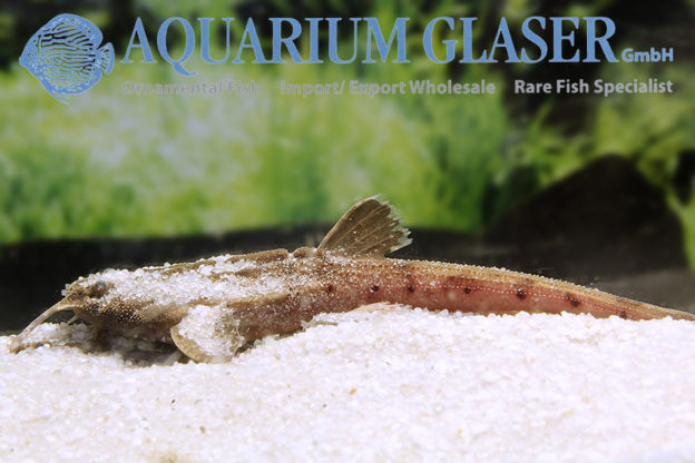 Bunocephalus coracoideus - Aquarium Glaser GmbH