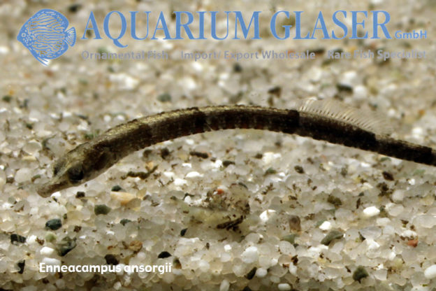 Freshwater pipefish from West Africa - Aquarium Glaser GmbH