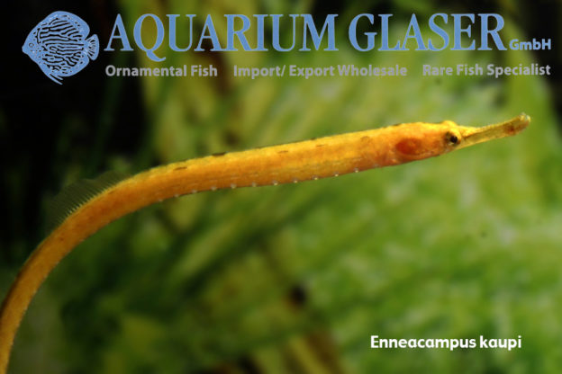 Freshwater pipefish from West Africa - Aquarium Glaser GmbH