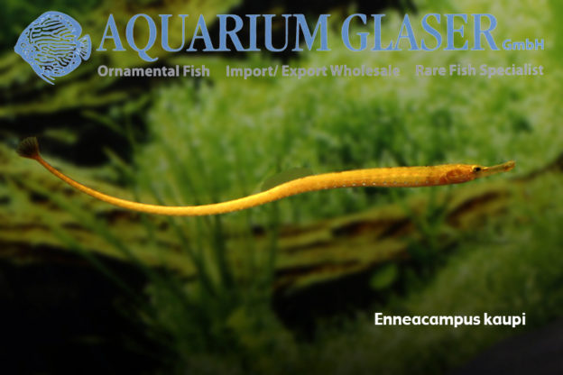 Freshwater pipefish from West Africa - Aquarium Glaser GmbH