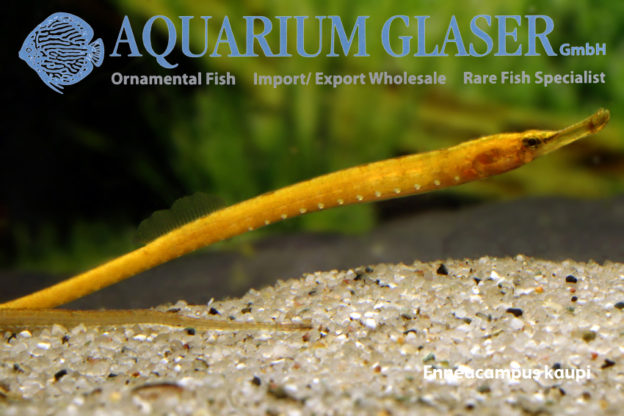 Freshwater pipefish from West Africa - Aquarium Glaser GmbH