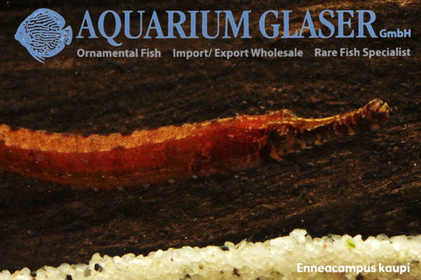 Freshwater pipefish from West Africa - Aquarium Glaser GmbH