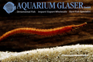 Freshwater pipefish from West Africa - Aquarium Glaser GmbH