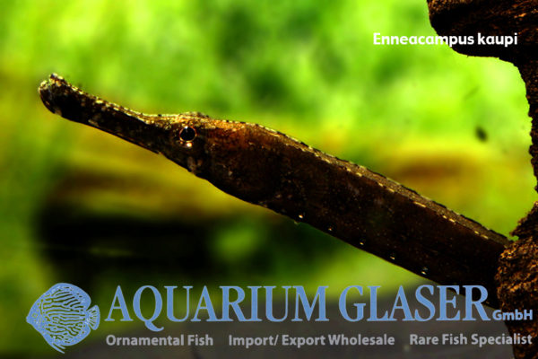 Freshwater pipefish from West Africa - Aquarium Glaser GmbH