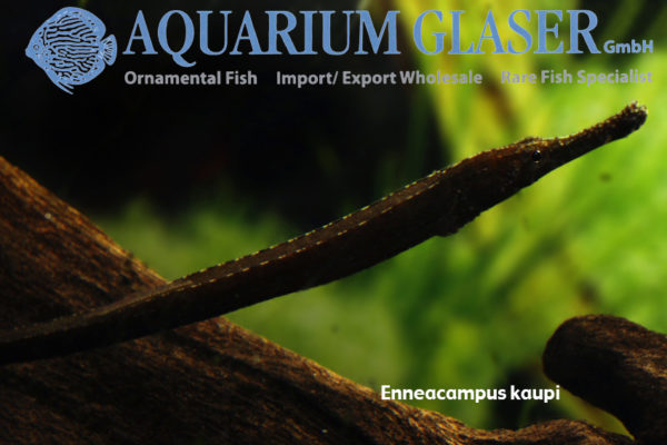 Freshwater pipefish from West Africa - Aquarium Glaser GmbH