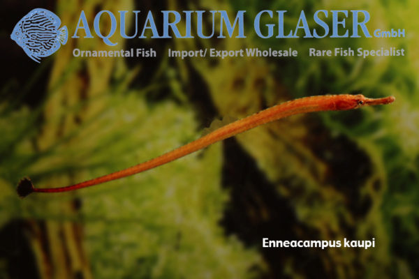 Freshwater pipefish from West Africa - Aquarium Glaser GmbH