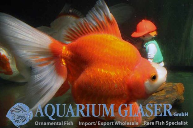 Our new employee Friedolin - Aquarium Glaser GmbH