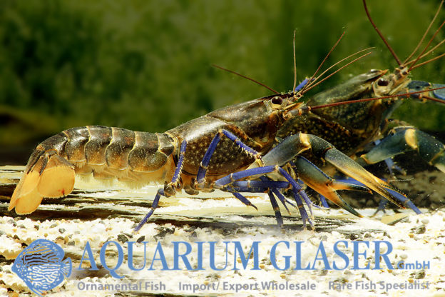 Cherax sp. Blue Moon Black Body / Black Scorpion Blue Leg - Aquarium ...